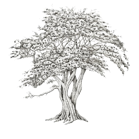 Hawthorn Plant Drawing