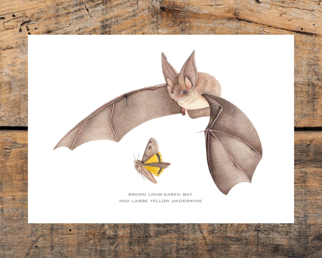 Brown Long-eared Bat A5 Print - Etsy Singapore