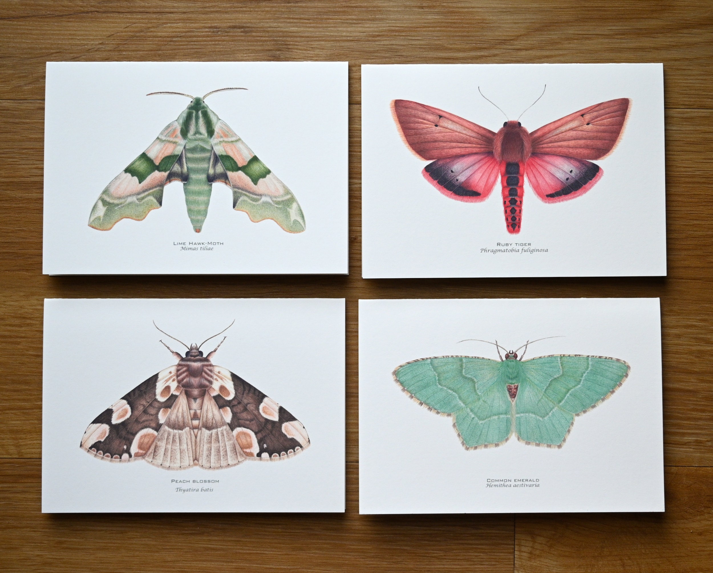 Magical Moths A6 Greeting Cards 4 Pack - Etsy