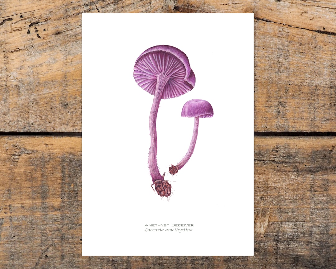 Amethyst Deceiver A5 Impresión - Etsy España