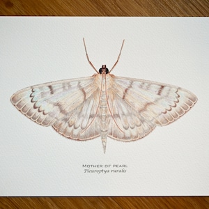 Mother of Pearl Moth A5 Print - Etsy