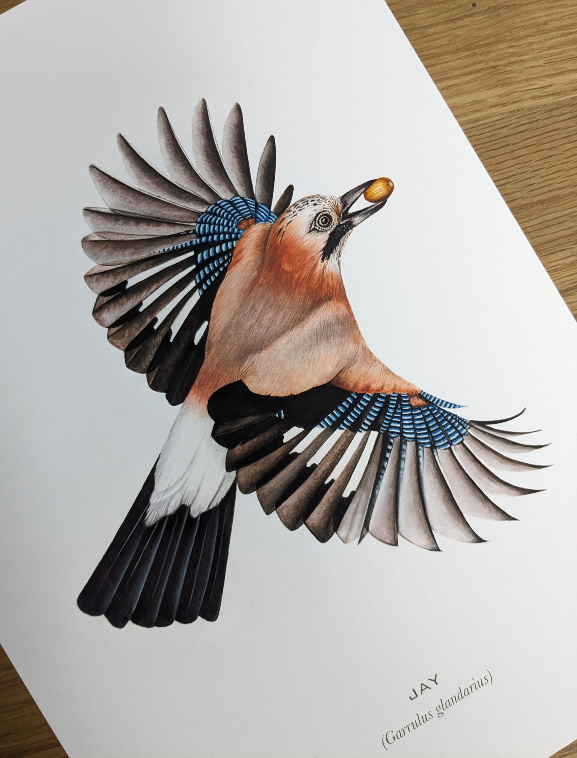 Jay With Acorn A4 Print - Etsy