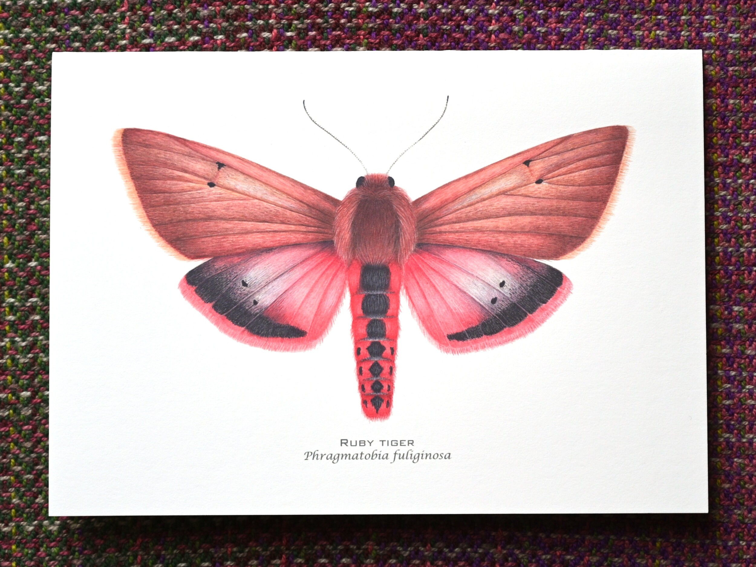 Magical Moths A6 Greeting Cards 4 Pack - Etsy
