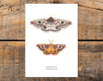 Emperor Moth - Etsy