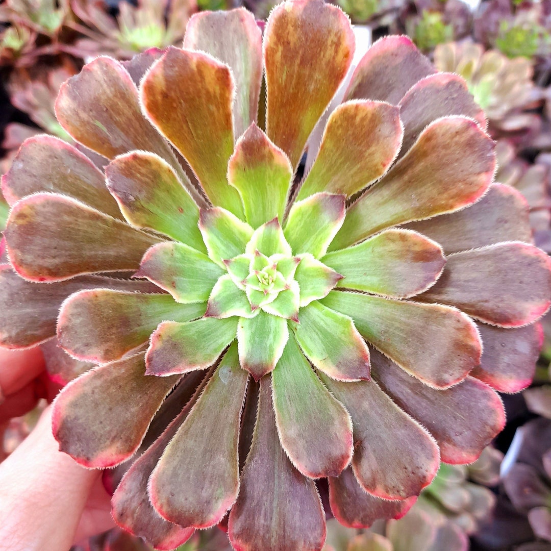 Aeonium INK PAINTING Syn. 'ECSTASY' - Etsy UK