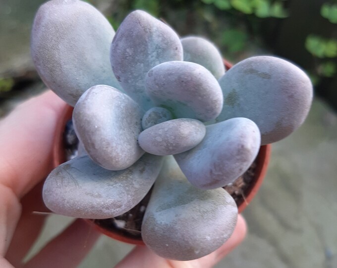 PACHYPHYTUM OVIFERUM 'blue Moonstone' Rooted and Unrooted Leaf Cuttings ...
