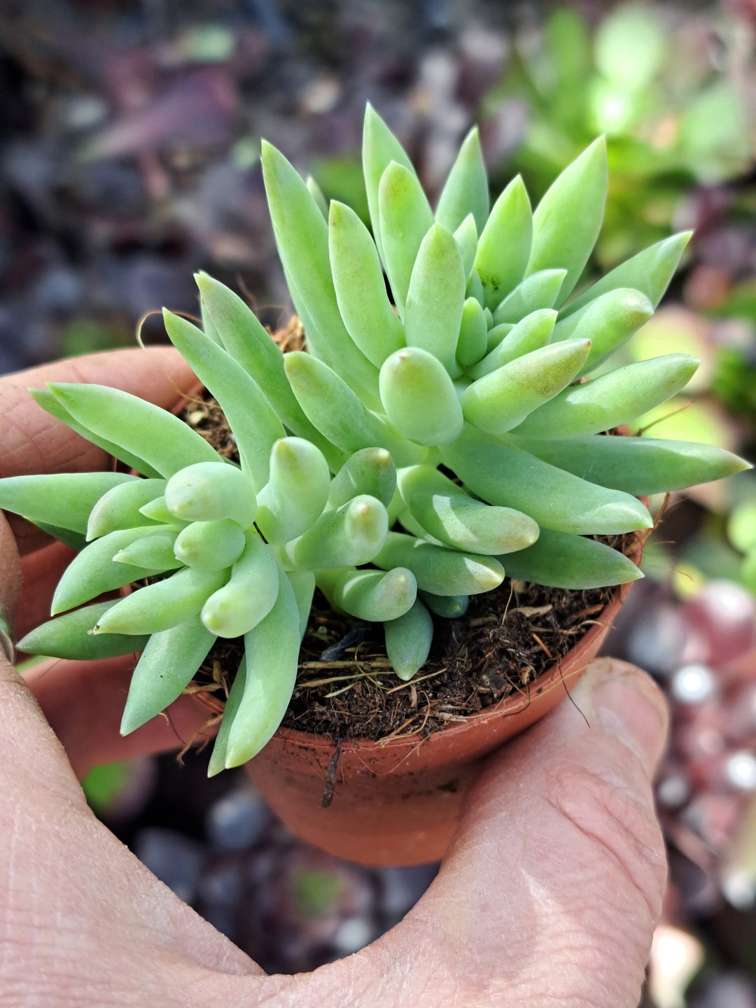 X Sedum Morganianum Harry Butterfield - Donkey Tails, Burros Tails 5 ...
