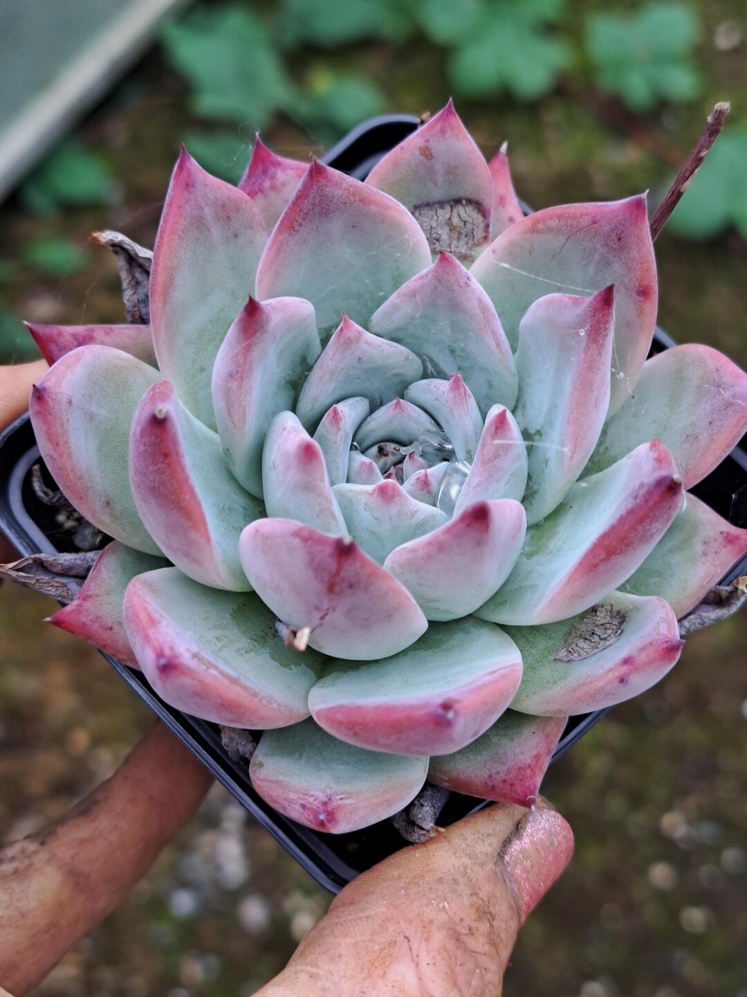 Echeveria Ratam / Latham Korean Beautiful Collectors Succulent - Etsy UK