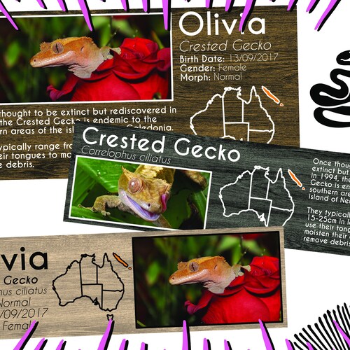 Personalised Crested Gecko Waterproof Information Sticker - Etsy