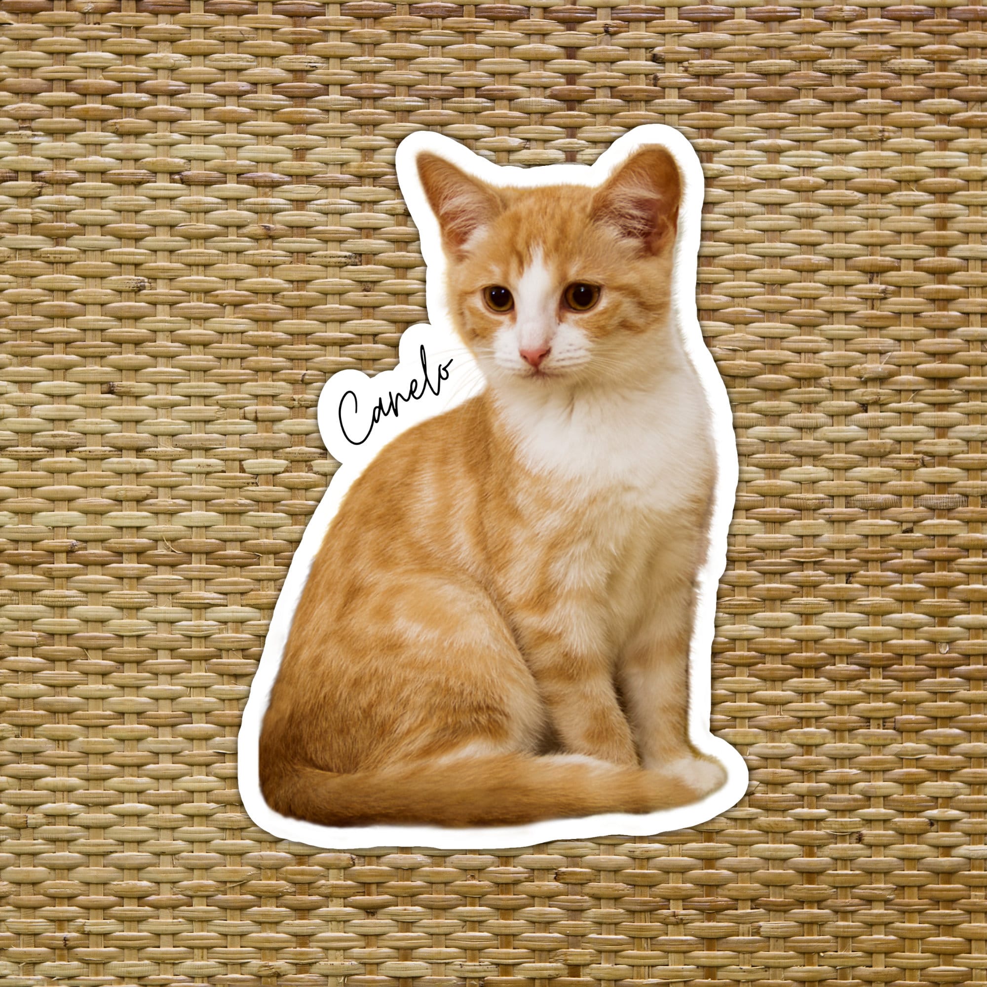 12 Pet Stickers Custom Cat Sticker From Photo Personalized - Etsy