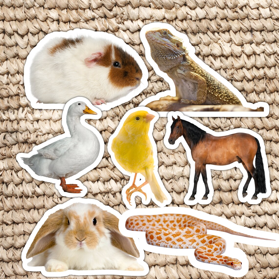 Custom Pet 12 Sticker Bundle Sticker From Photo Personalized - Etsy