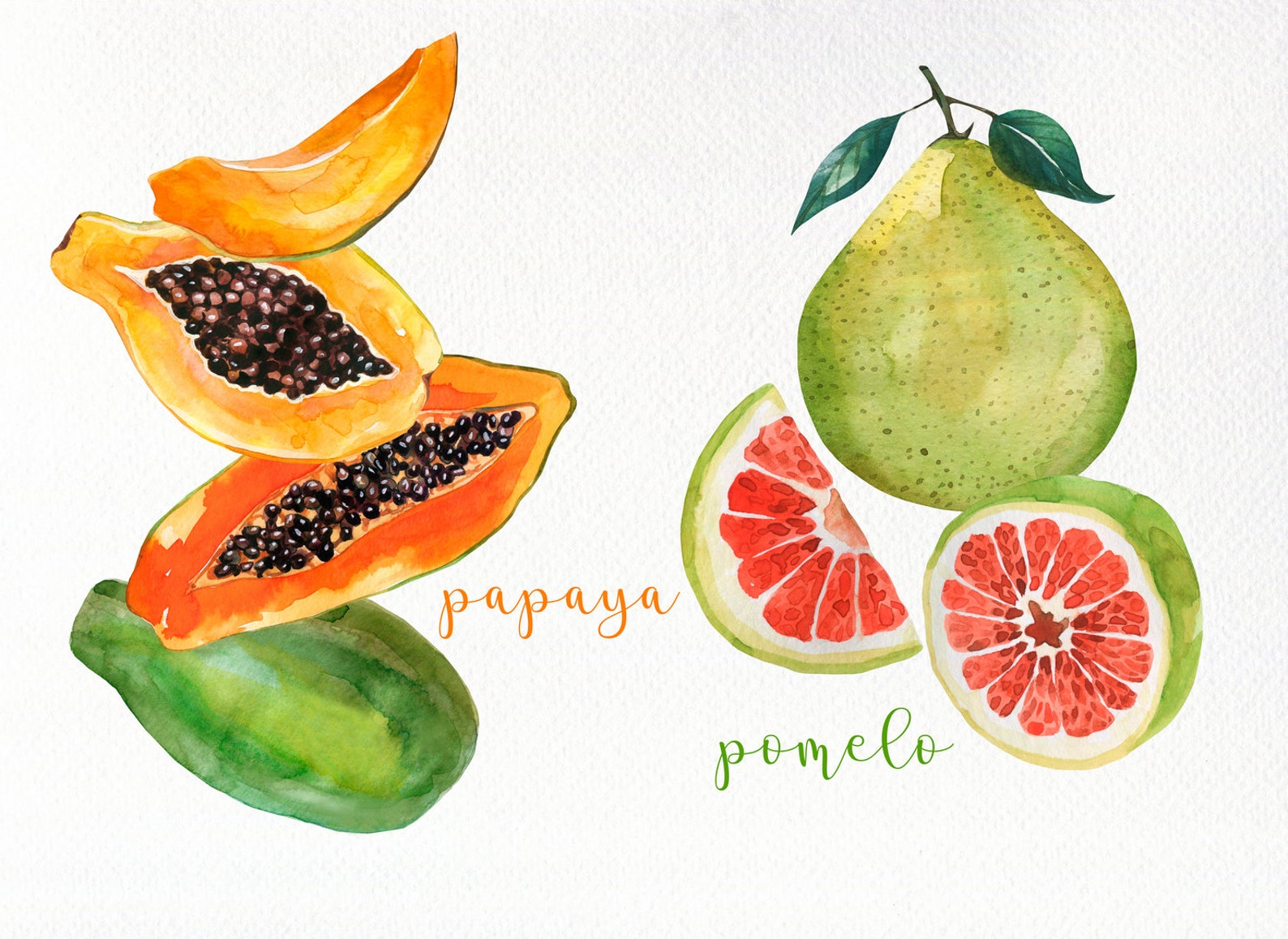 Watercolor Exotic Fruits Clipart Watercolor Tropical Fruits - Etsy