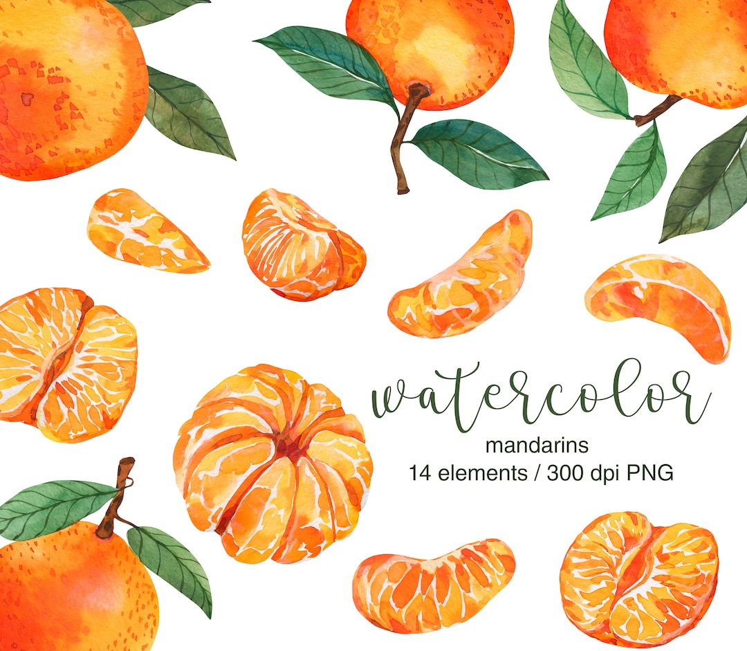 Tangerines Clipart, Watercolor Tangerine Clipart, Mandarin Clipart ...