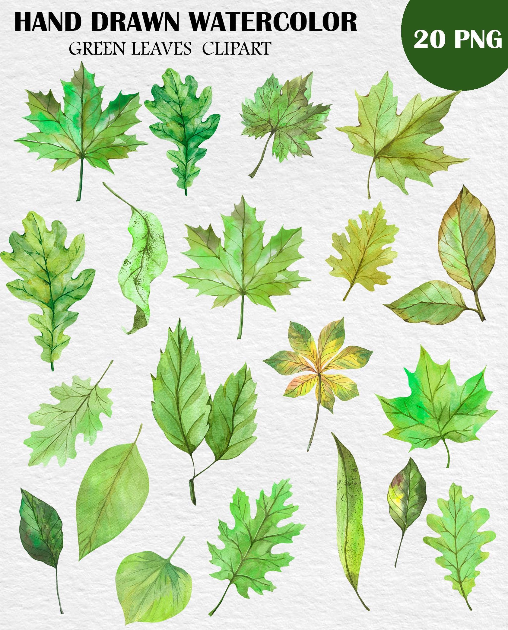 Watercolor Green Leaves Clipart PNG, Hand Painted Greenery Leaves ...