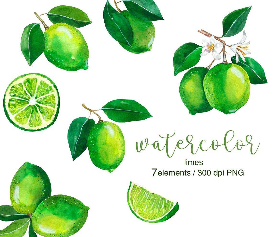Watercolor Limes Clipart PNG Green Limes Clipart Lime - Etsy