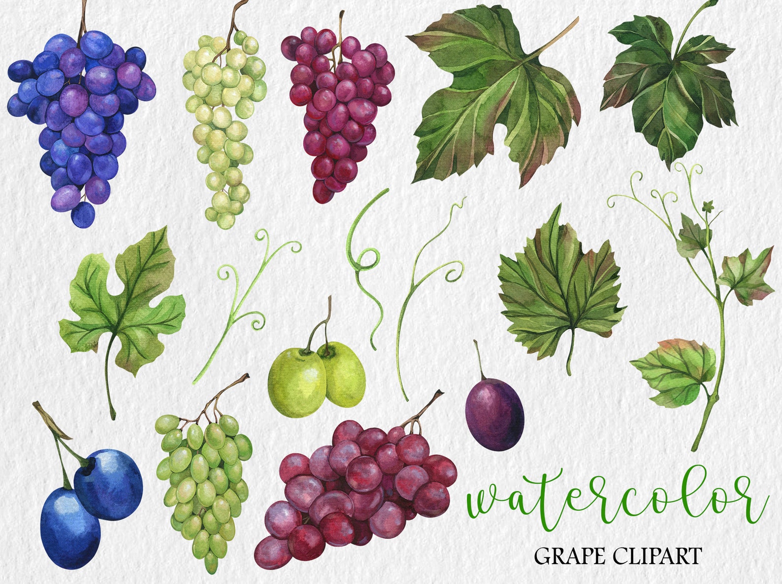 Watercolor Grape Clipart Grape Wine Clip Art Fall Clipart - Etsy