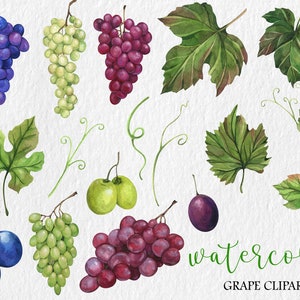 Watercolor Grape Clipart, Grape Wine Clip Art, Fall Clipart, PNG ...