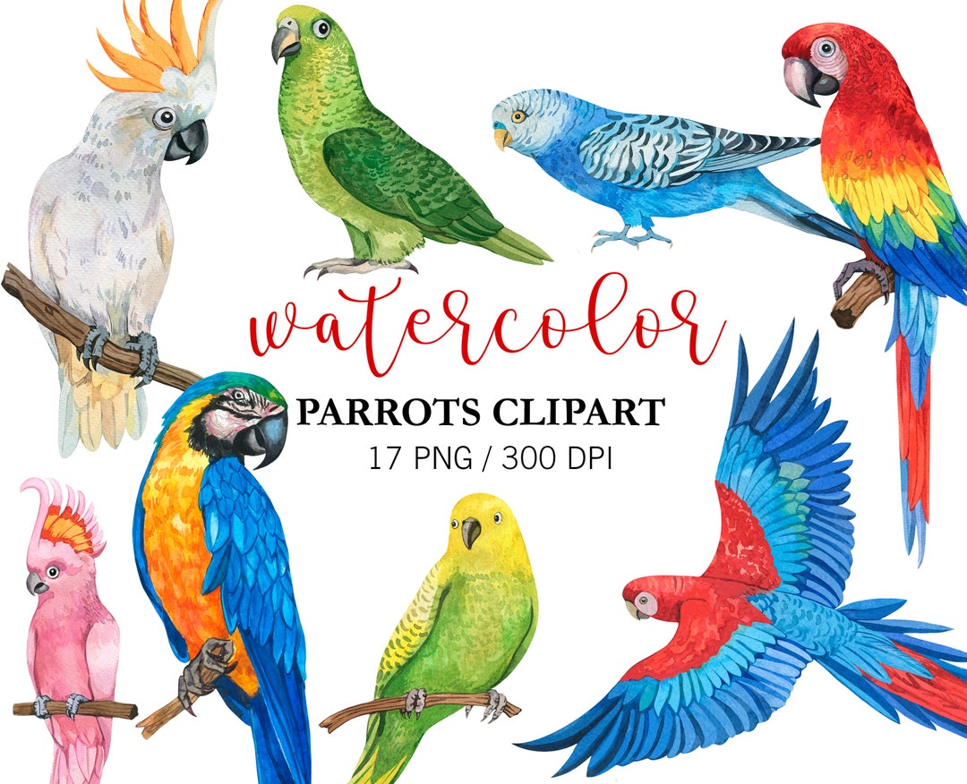 Watercolor Parrots Clipart, Summer Clipart, Exotic Birds, PNG, Tropical ...