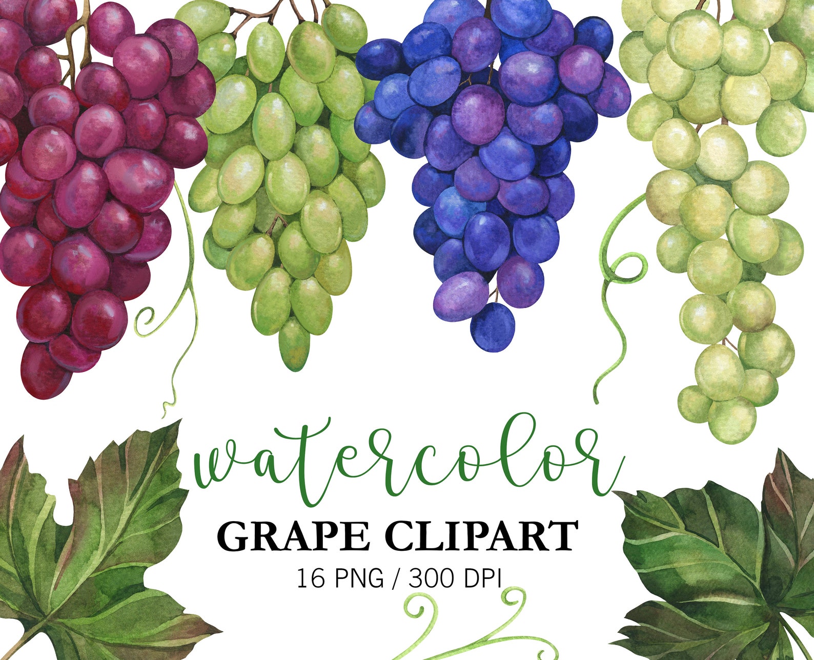 Watercolor Grape Clipart Grape Wine Clip Art Fall Clipart - Etsy