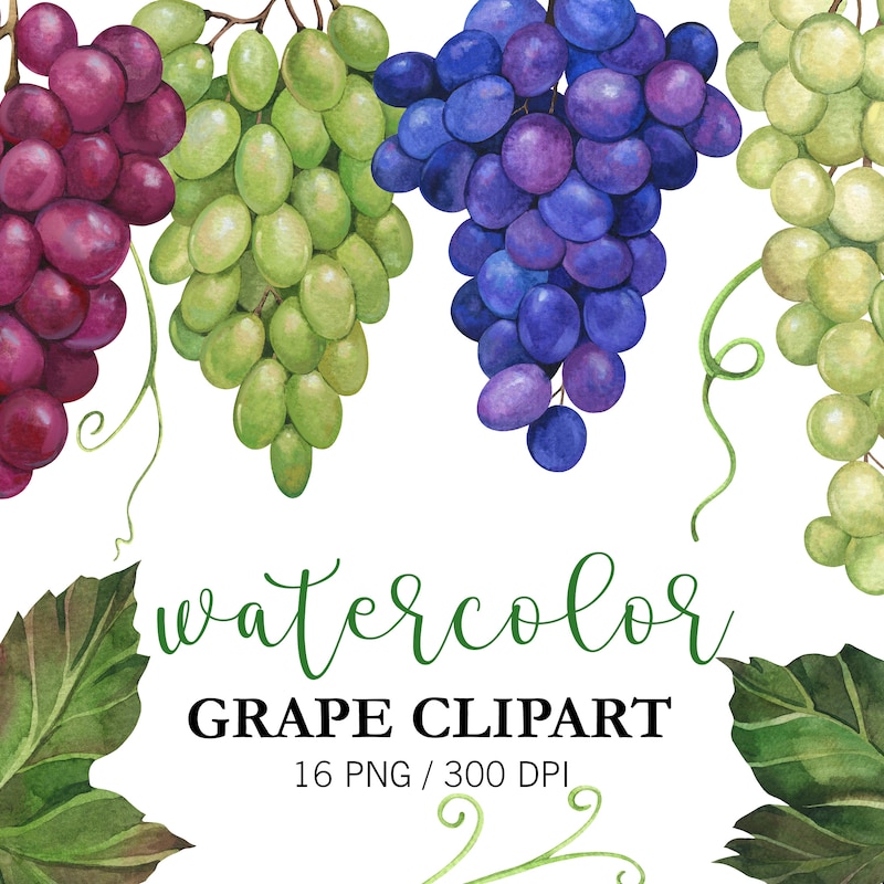 Watercolor Grapes - Etsy