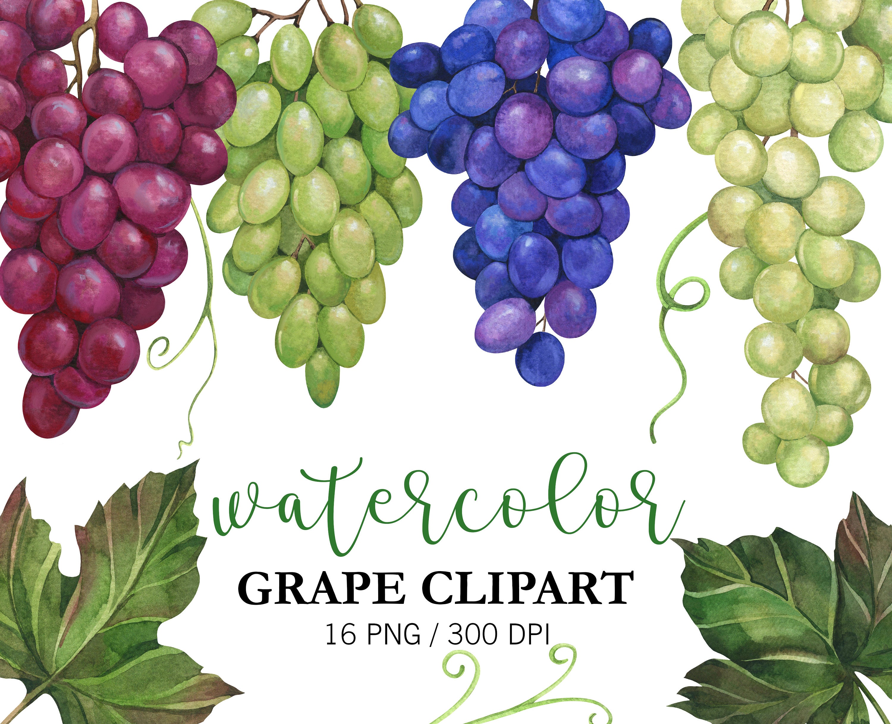 Grapes Vine Clipart