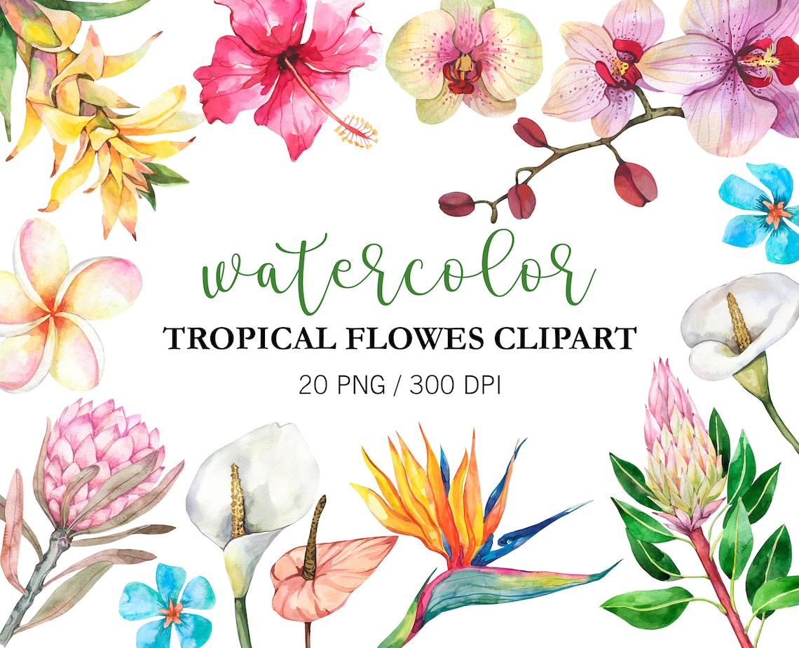 Tropical Flowers PNG Clipart Watercolor, Tropical Clipart, Floral ...