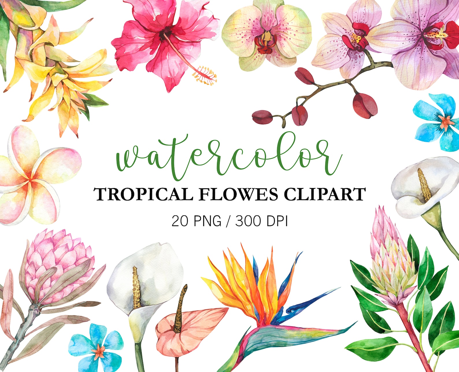 Watercolor Tropical Flowers Clipart, Tropical Clipart PNG Floral ...