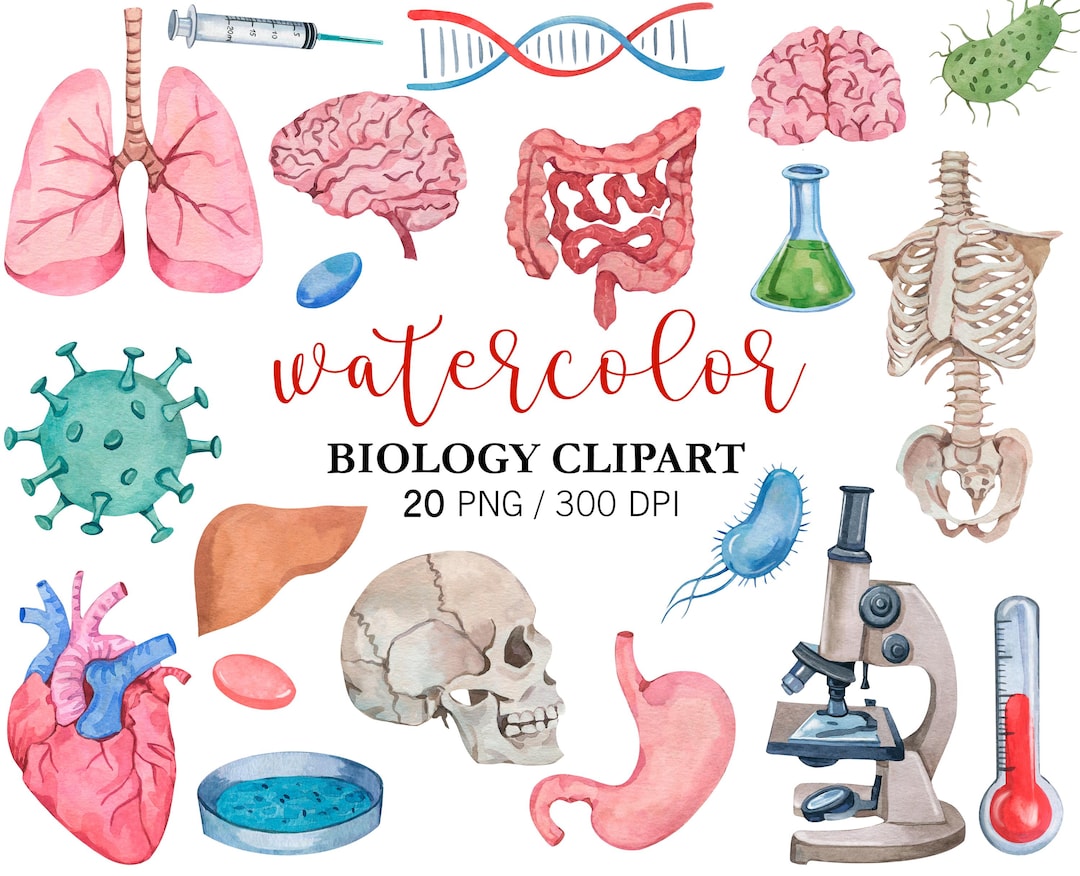 Watercolor Biology Clipart Back to School Human Anatomy PNG Science ...