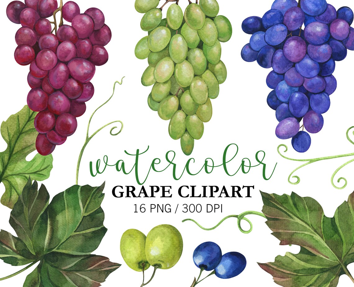 Watercolor Grape Clipart Grape Wine Clip Art Fall Clipart - Etsy