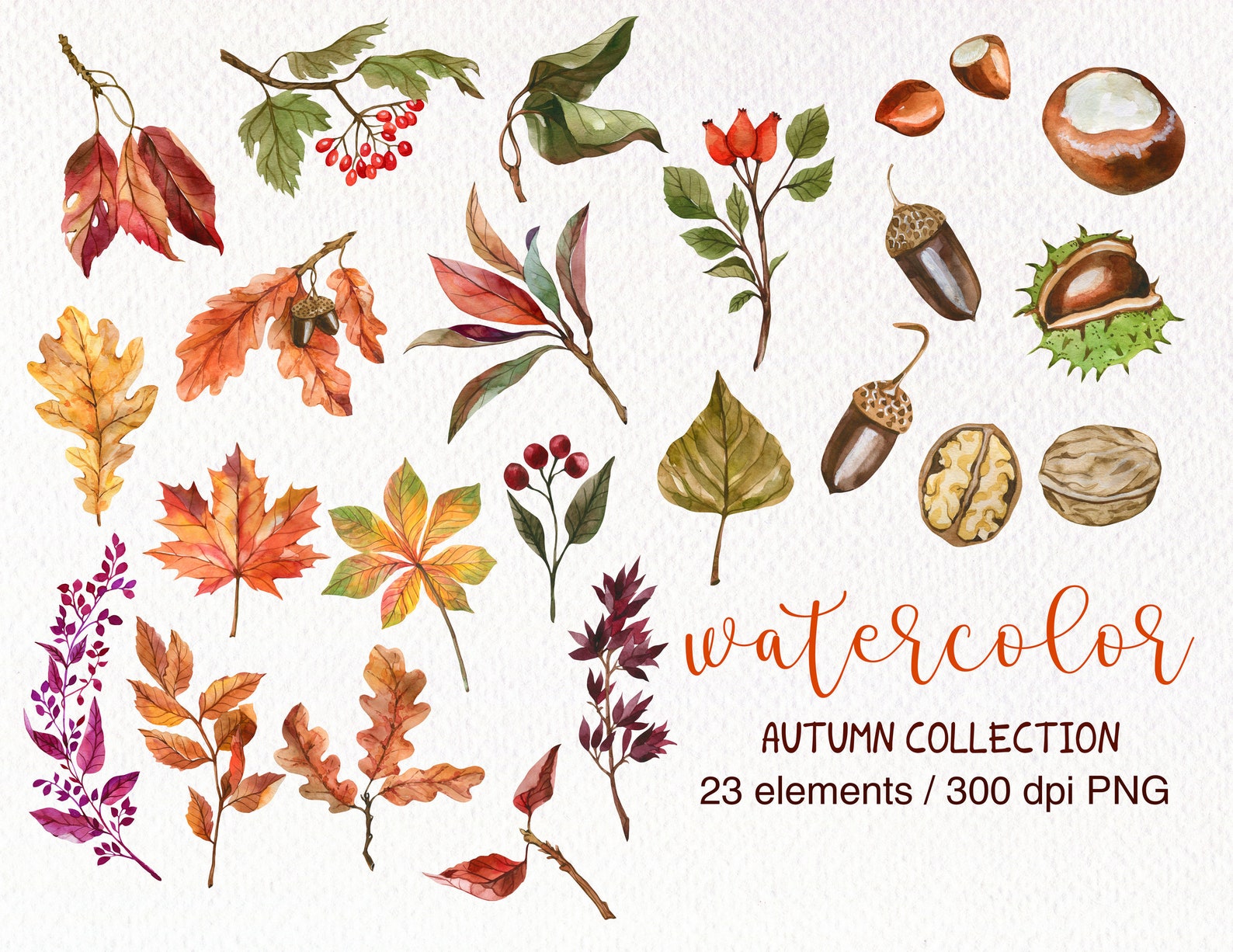 Autumn Watercolor Clipart Autumn Leaves Clipart PNG - Etsy