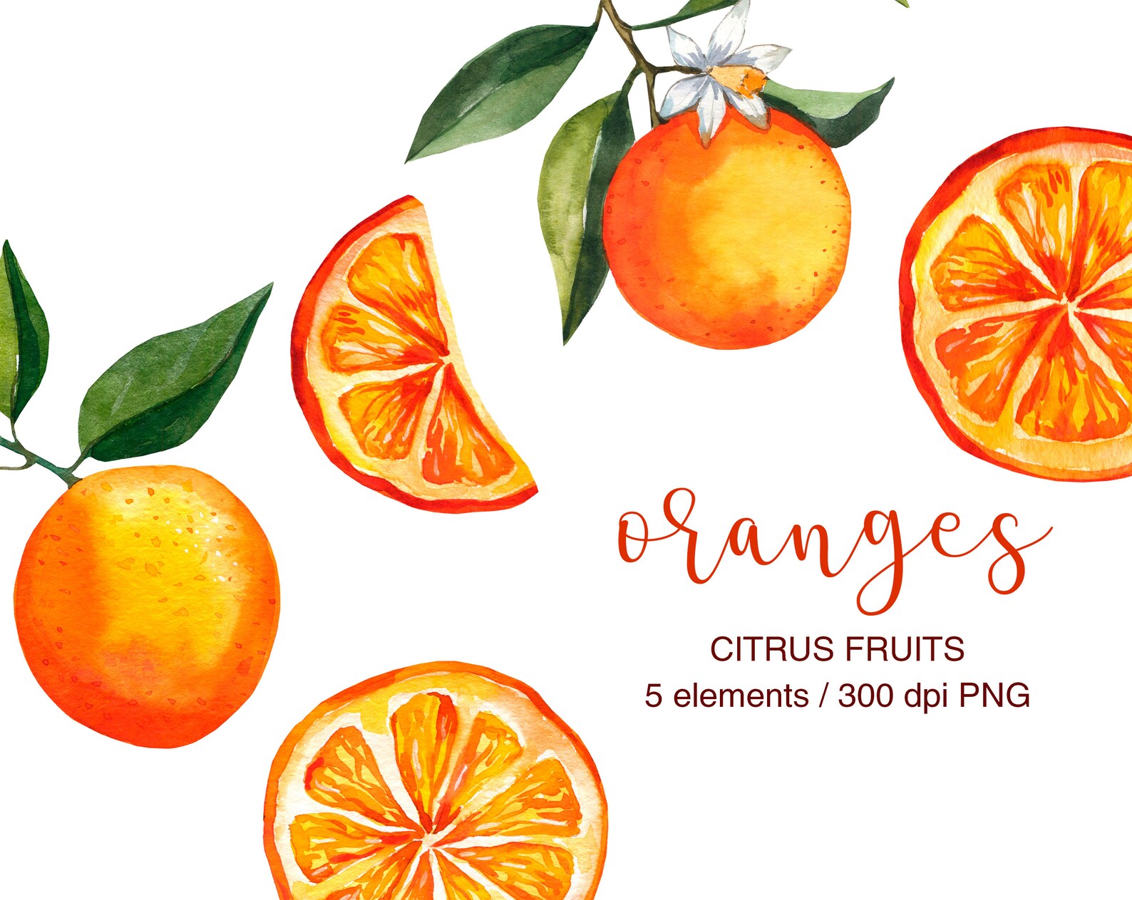 Watercolor Citrus Fruits Clipart Citrus Clipart Lemon PNG | Etsy