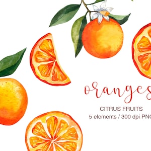 Watercolor Citrus Fruits Clipart, Citrus Clipart, Lemon PNG, Lime ...
