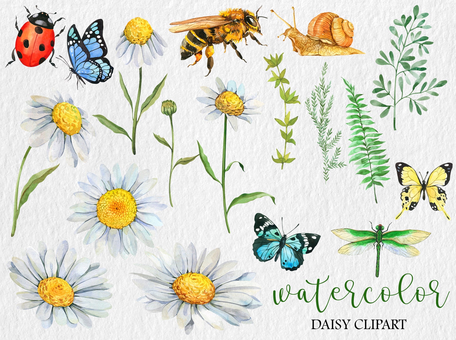 Watercolor Daisy Clipart Flower Clipart Wedding Clipart - Etsy