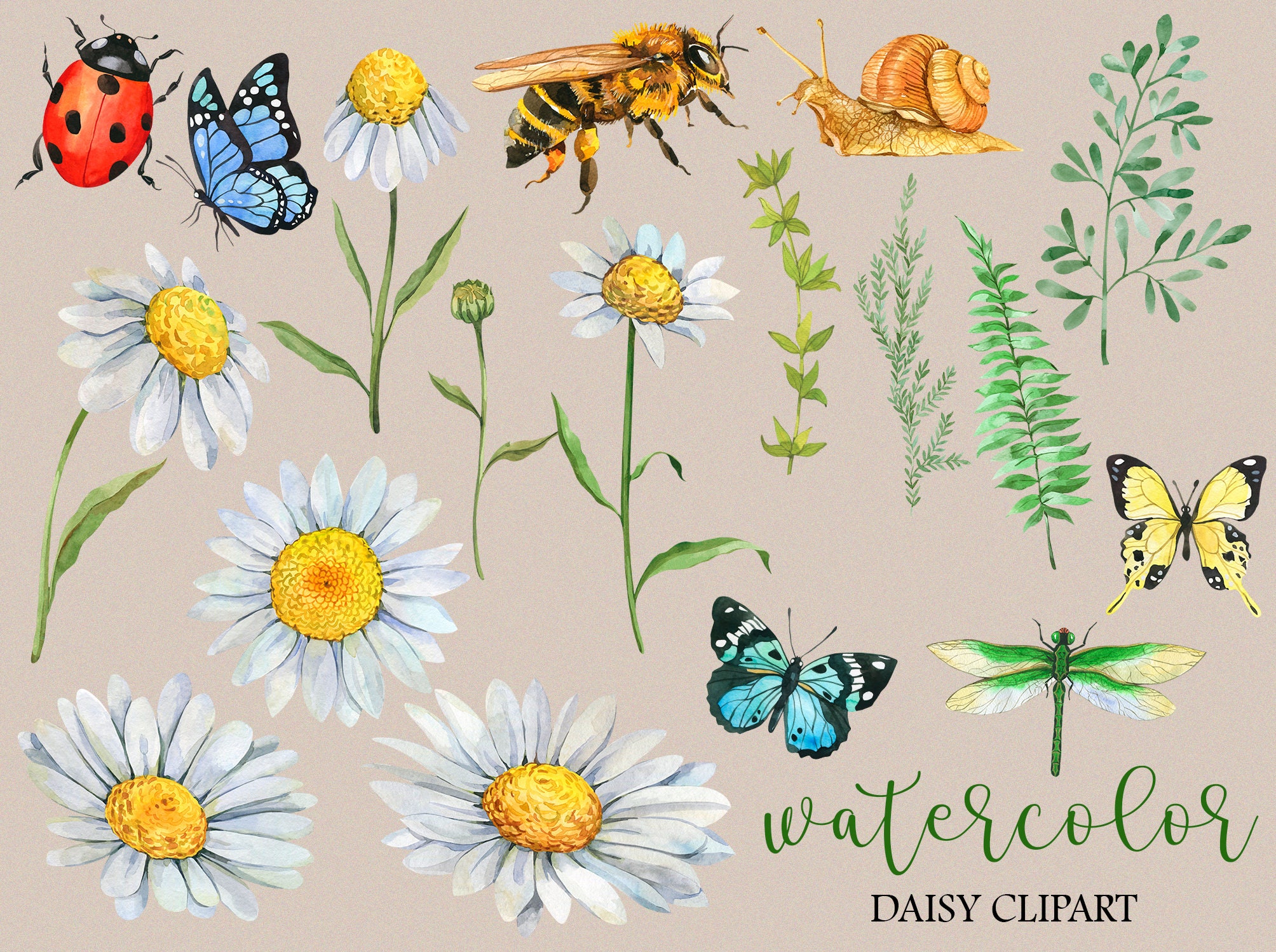 Watercolor Daisy Clipart Flower Clipart Wedding Clipart - Etsy