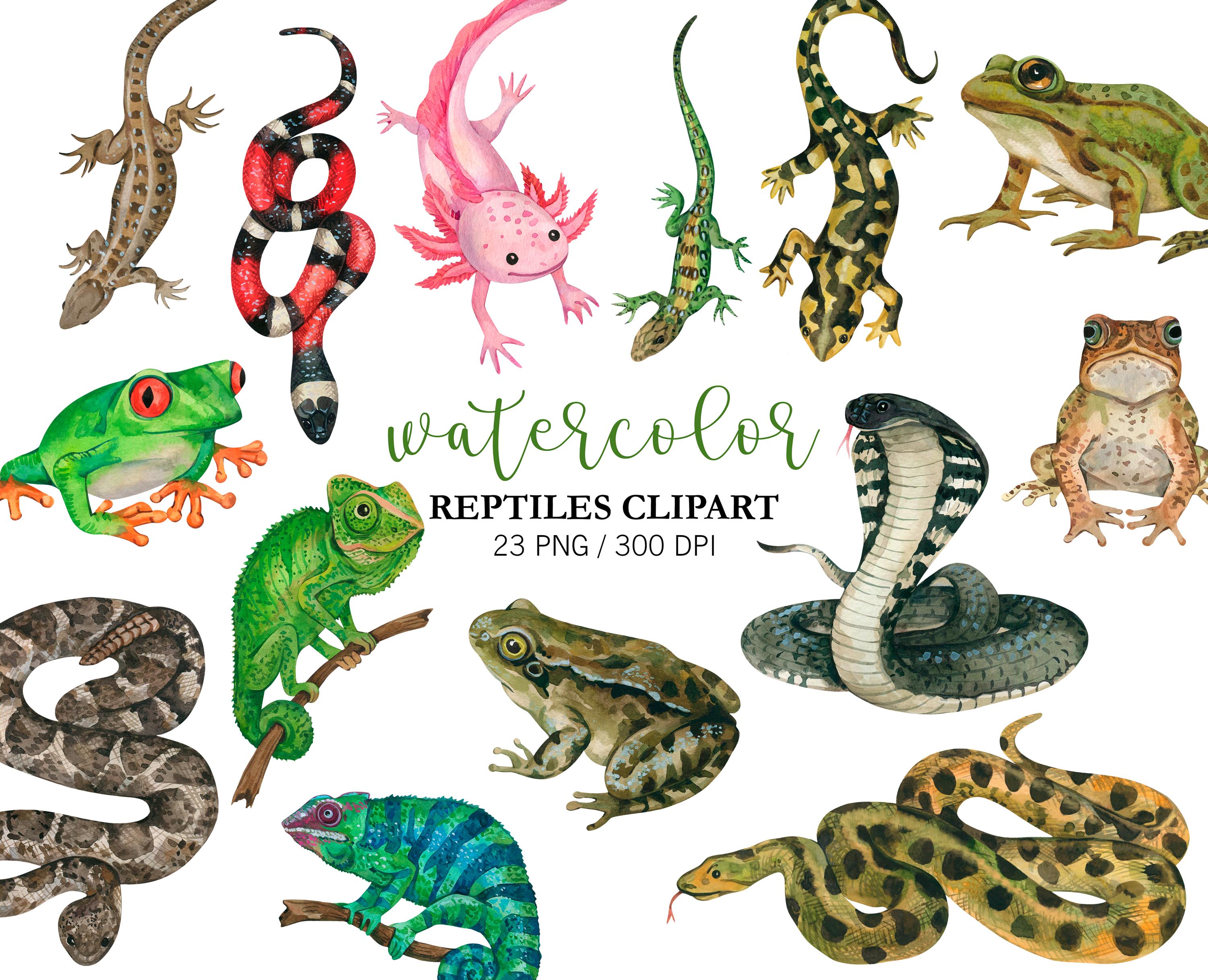 Watercolor Reptile Clipart: Hand-drawn Frogs, Snakes, Lizards (PNG ...