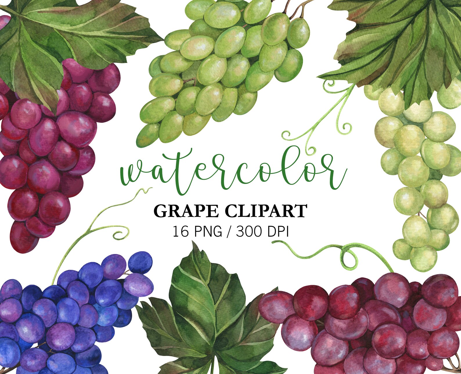 Watercolor Grape Clipart Grape Wine Clip Art Fall Clipart - Etsy