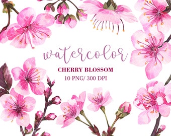 Cherry Blossom Clipart. Watercolor Sakura Blossom Png Pink - Etsy