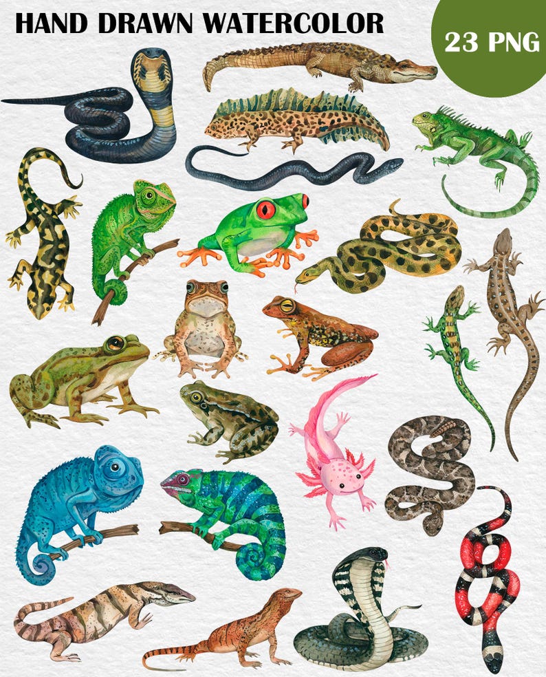 Watercolor Reptile Clipart: Hand-drawn Frogs, Snakes, Lizards (PNG ...