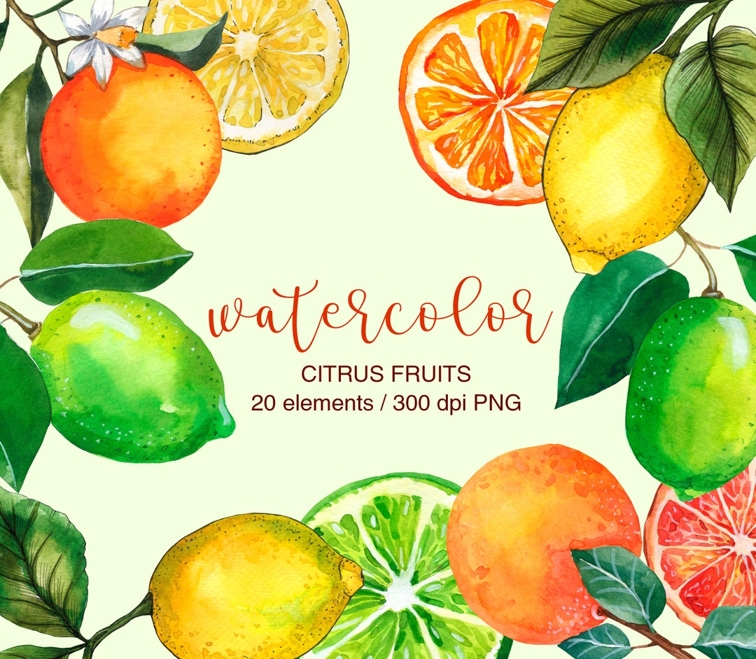 Watercolor Citrus Fruits Clipart, Citrus Clipart, Lemon PNG, Lime ...