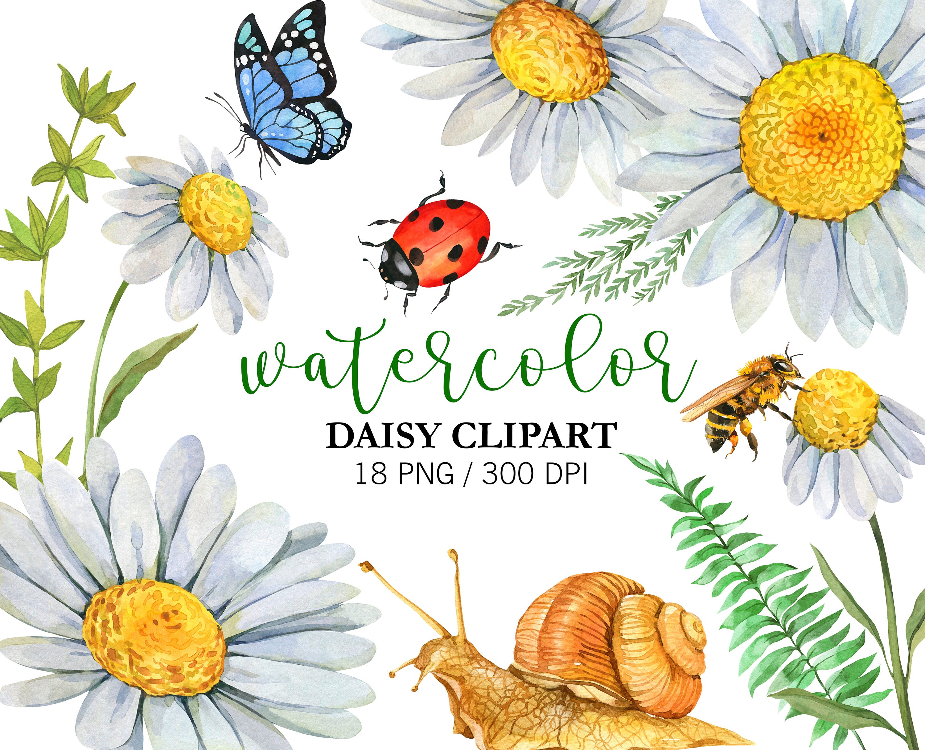 Watercolor Daisy Clipart Flower Clipart Wedding Clipart - Etsy