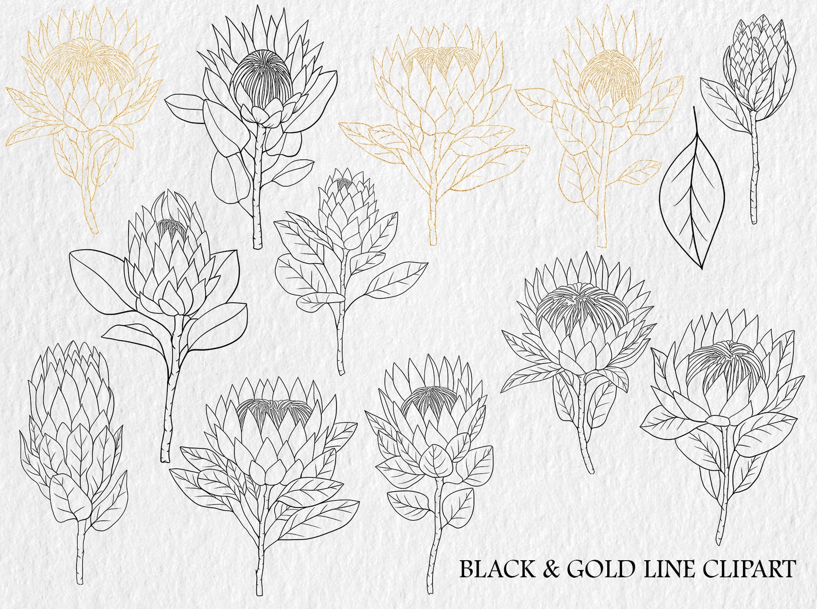 Black Line Protea Clipart Doodle Clipart Gold Protea PNG - Etsy