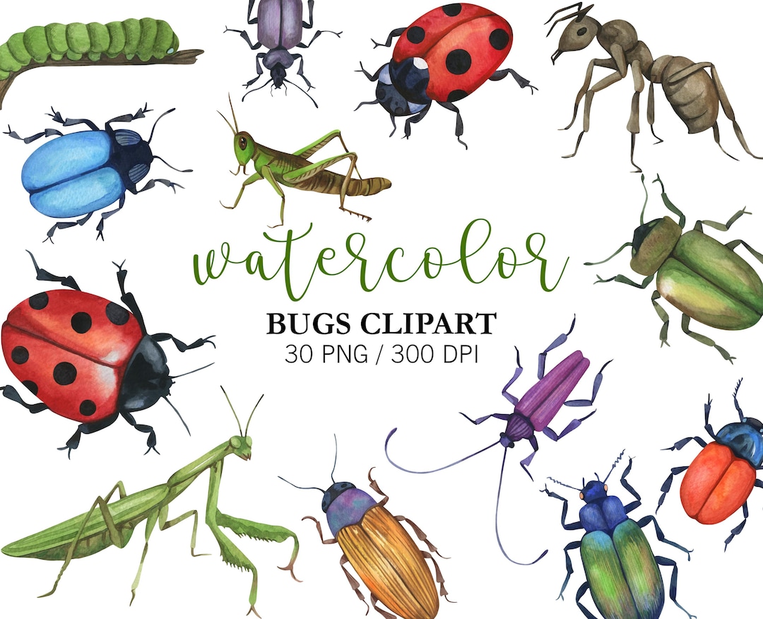 Watercolor Insect Clipart: Ladybug, Bee, Ant, Grasshopper PNG Digital ...