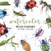 Watercolor Insect Clipart: Ladybug, Bee, Ant, Grasshopper PNG Digital ...