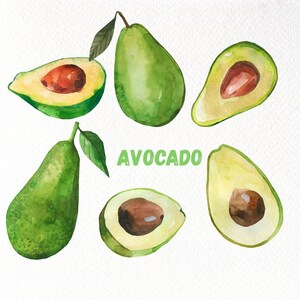 Watercolor Cabbage Clipart, PNG, Green Vegetables, Green Avocado ...