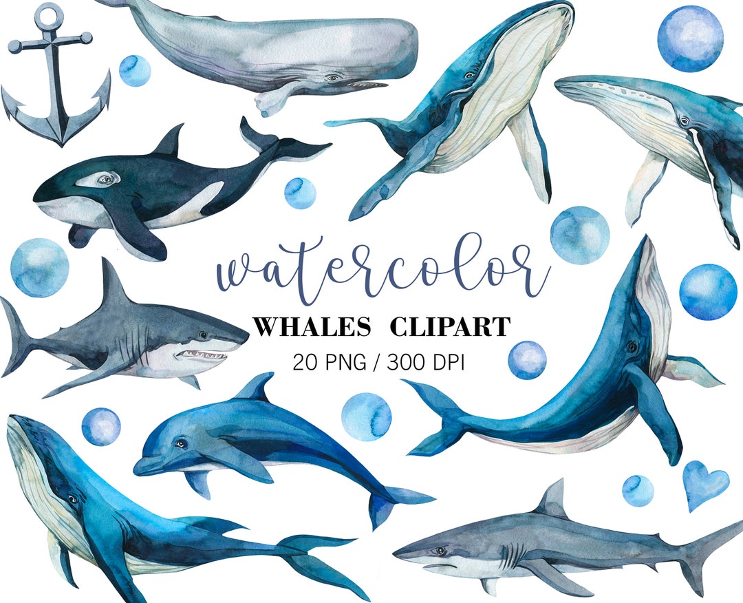 Watercolour Whale Clipart, Dolphin Clipart, Watercolor Sea Animals,blue ...