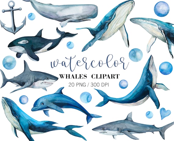 Watercolour Whale Clipart Dolphin Clipart Watercolor Sea - Etsy