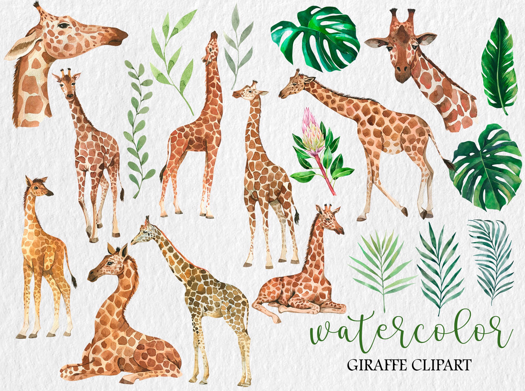 Watercolor Giraffe Clipart Animal Clipart Safari Nursery - Etsy