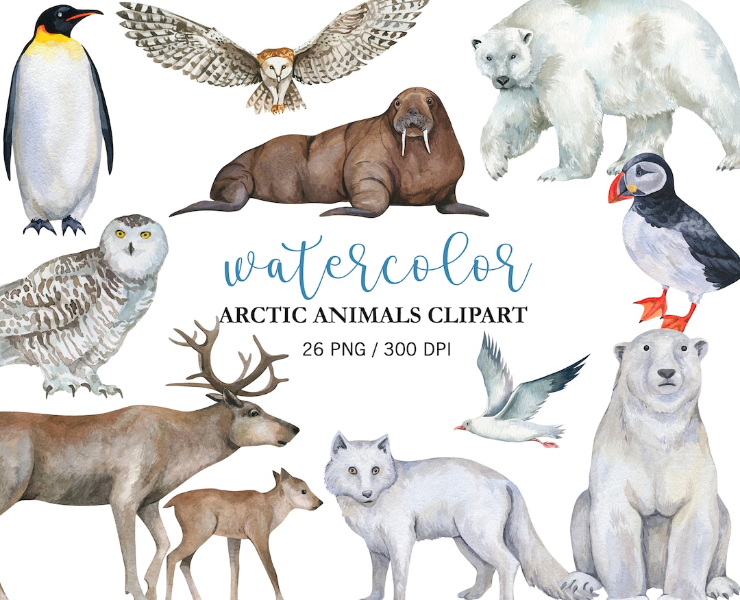 Watercolor Arctic Animals Clipart Winter Animals, Polar Animals ...
