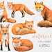 Watercolor Fox Clipart, Animals Clipart, PNG Nursery Decor, Forest ...