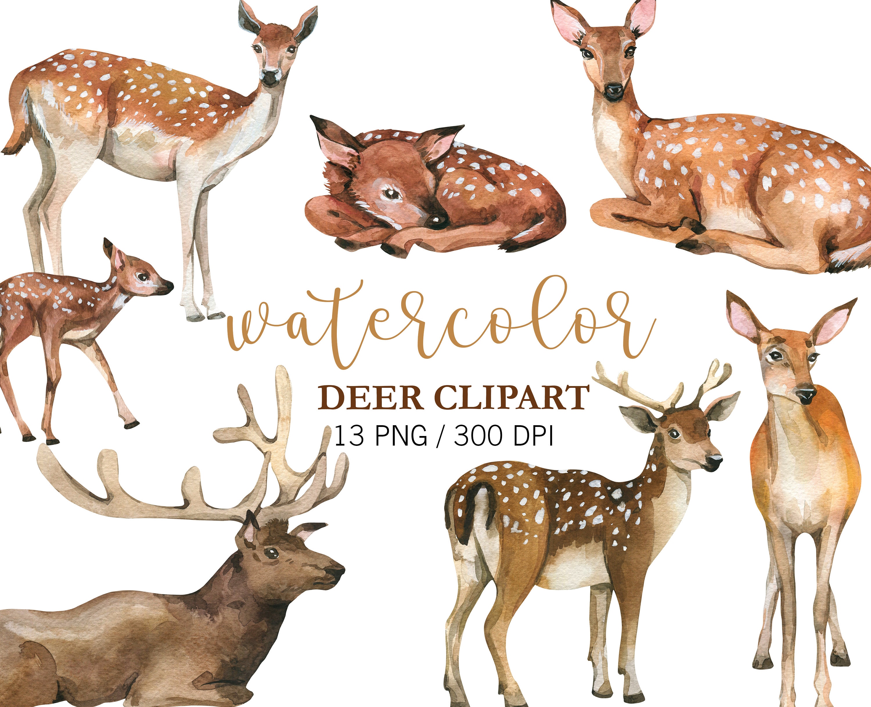 Watercolor Deer Clipart, Nursery Decor, Deer PNG, Watercolor Animals ...